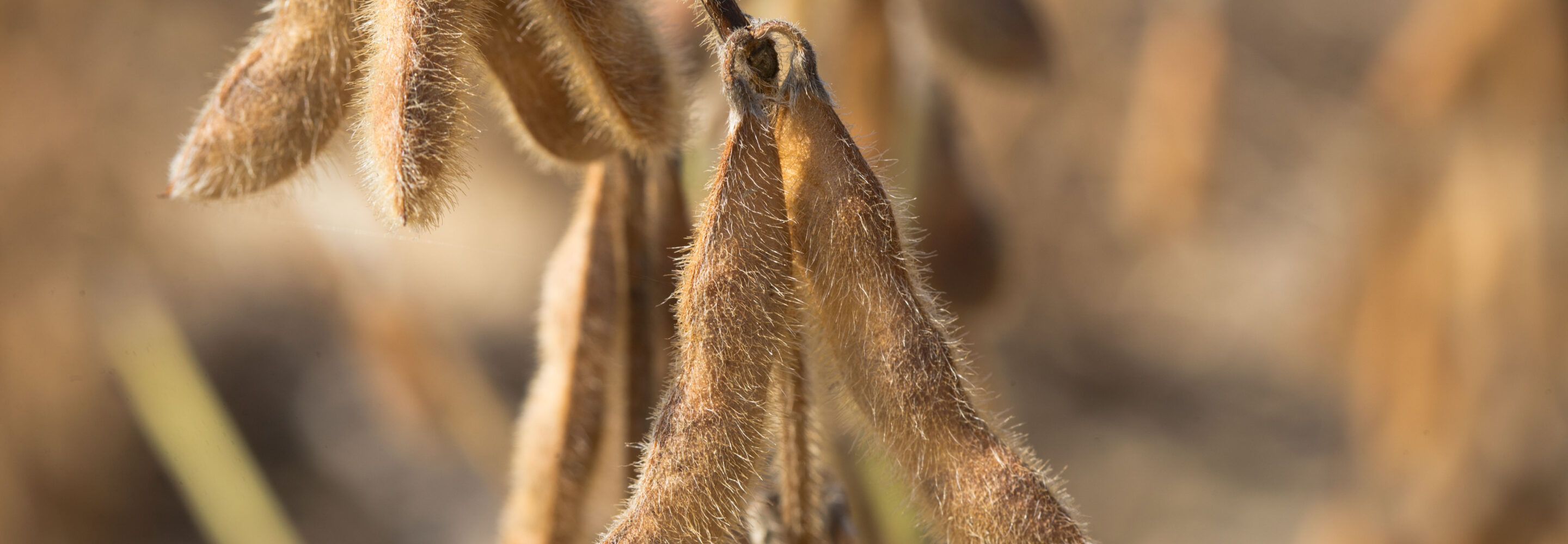 Don’t Miss USSEC’s February WASDE Webinar - U.S. Soybean Export Council