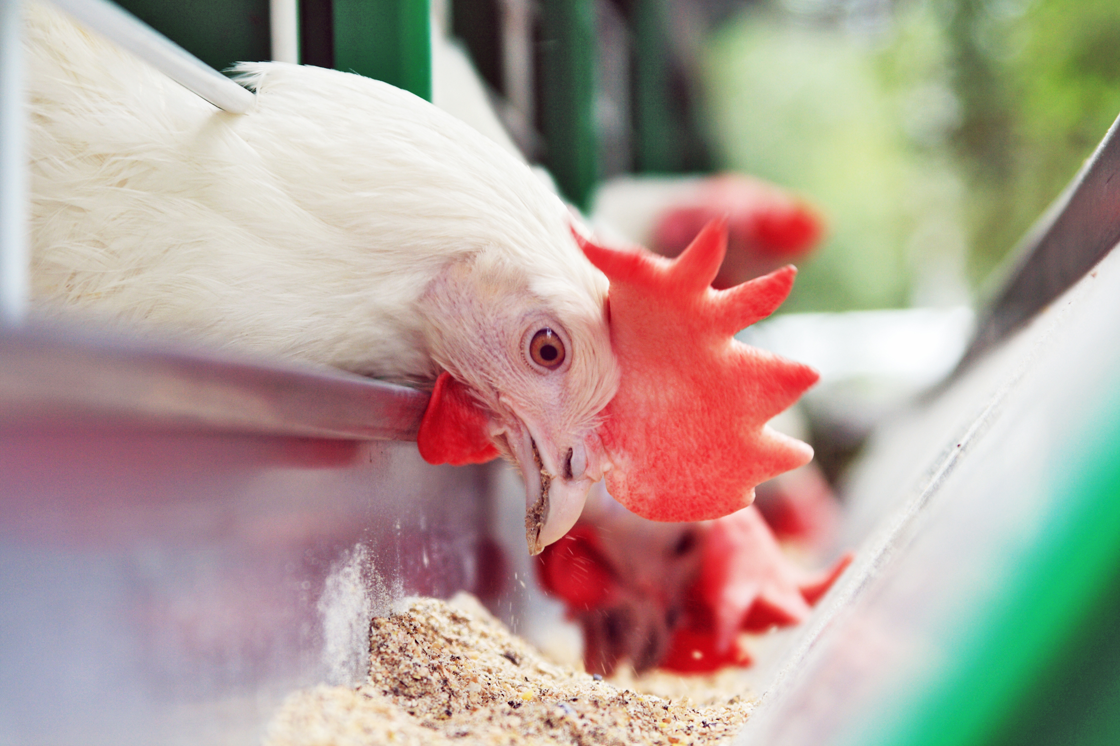 Turkish Poultry Industry Prepares for 2021 - U.S. Soybean Export Council