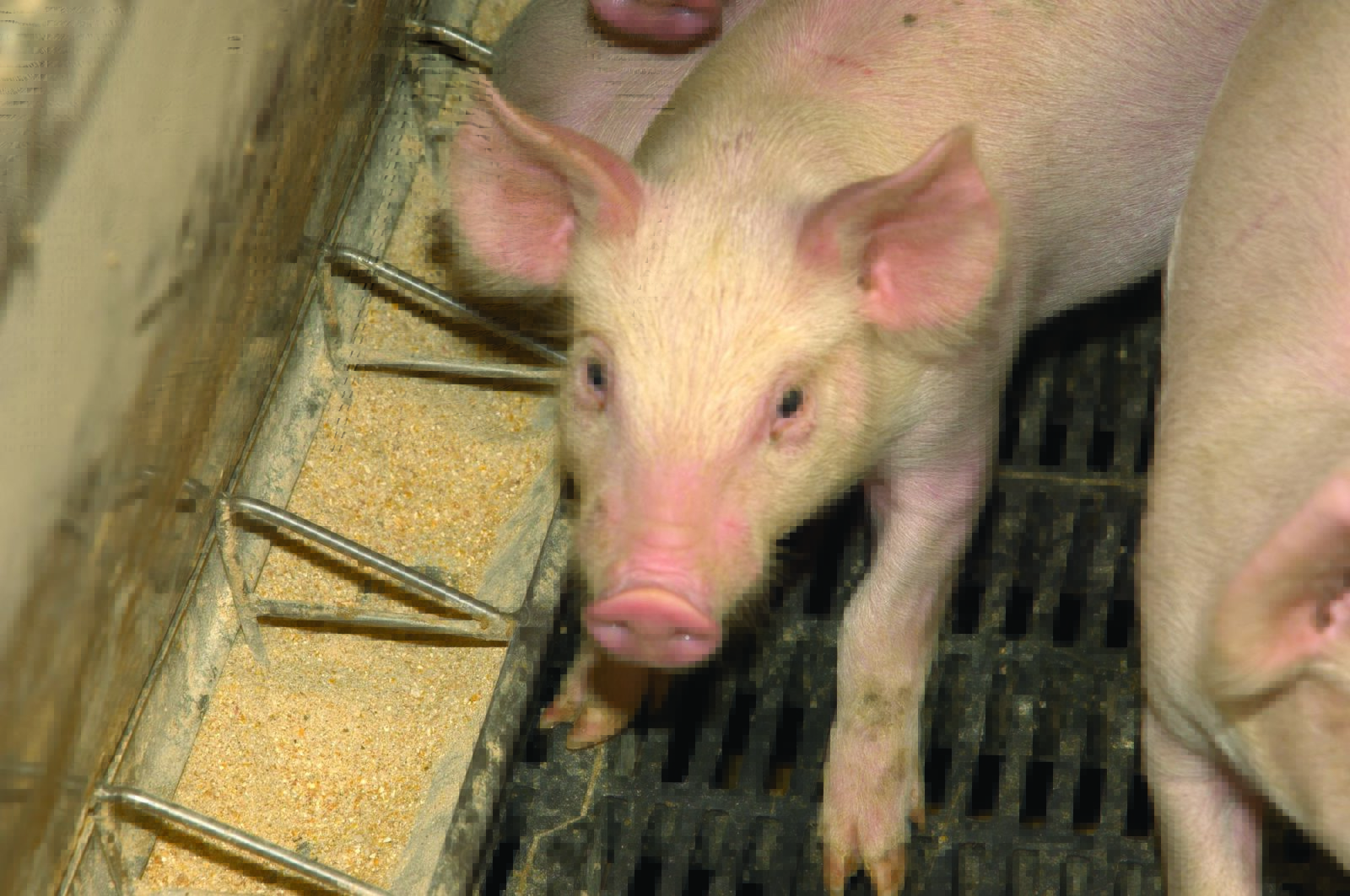 Research Shows Pigs Benefit from Soy-Protein Diet - U.S. Soybean Export ...