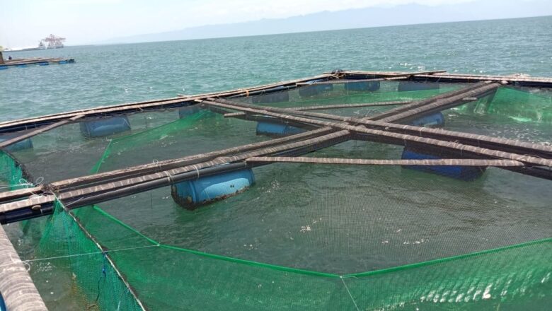 Philippine Milkfish Farm Takes Part in Comparative Feeding ...