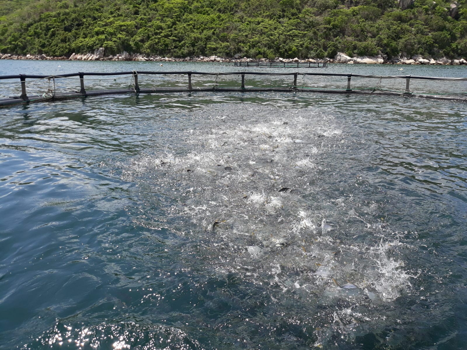 Vietnam Develops Pompano Offshore Cage Culture - U.S. Soybean Export ...