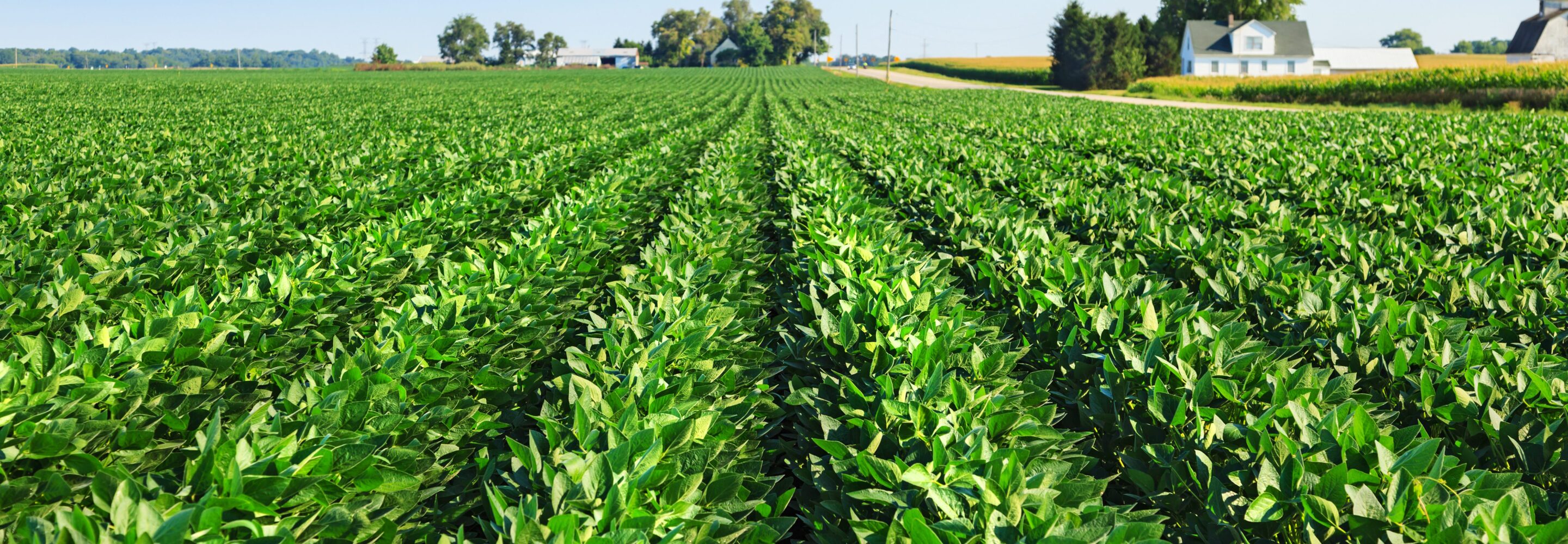 Top 8 USSEC Moments of 2020 - U.S. Soybean Export Council