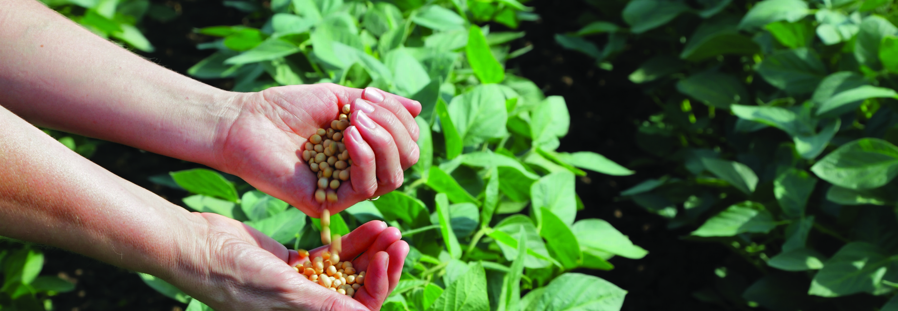 USSEC CEO Marks 10 Years at Helm - U.S. Soybean Export Council